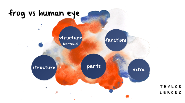 frog vs human eye by taylor leroux on Prezi