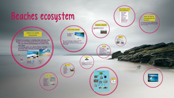 Beaches ecosystem by michela croce on Prezi
