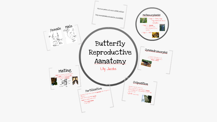 Butterfly Reproductive System by Møhãmmêď Îšmãîľ on Prezi