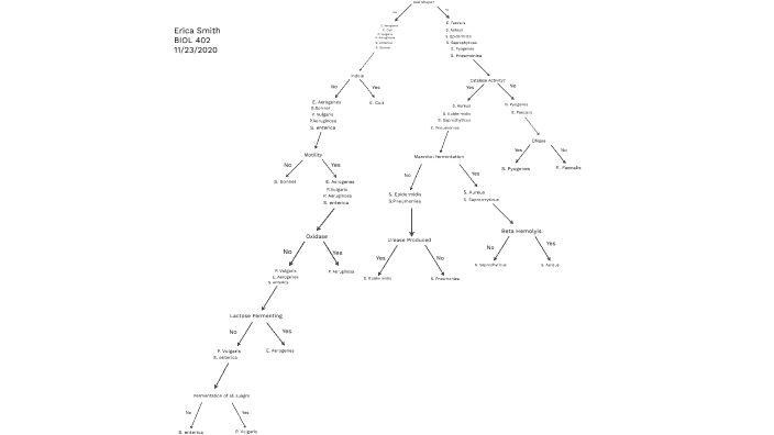 Biol 400 Dichotomous Chart by Erica Smith on Prezi