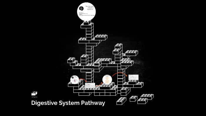 Digestive System Pathway by megan moranz on Prezi