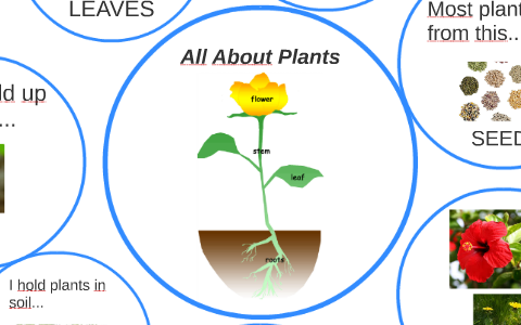 All About Plants by on Prezi