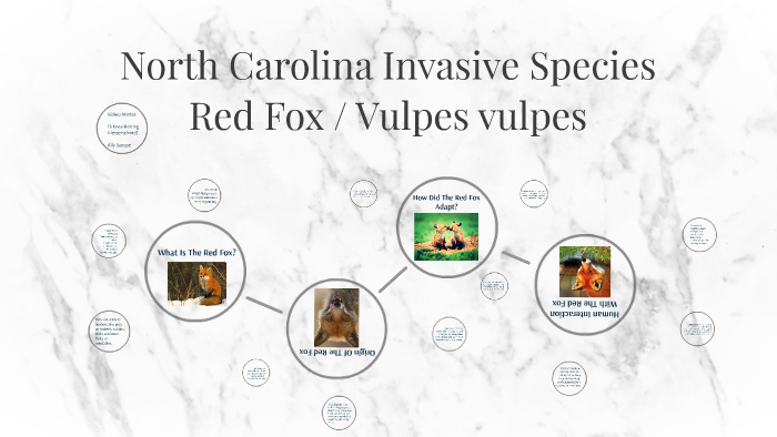 North Carolina Invasive Species by Ally Gasque on Prezi