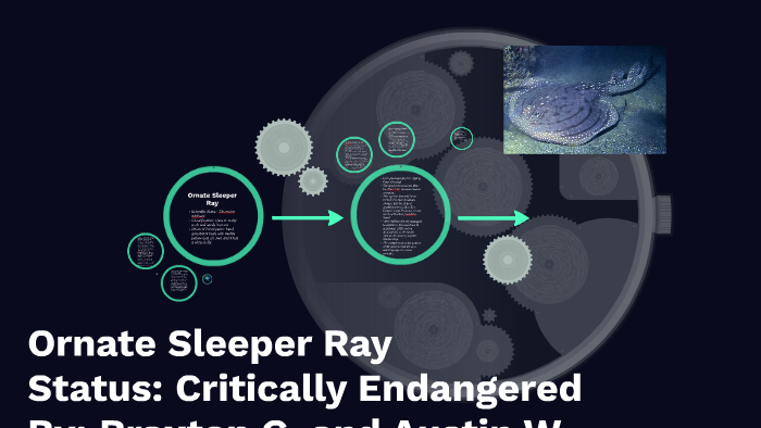 Ornate Sleeper Ray by Braxton Griffin on Prezi