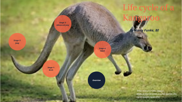 Life cycle of a kangaroo by Harry Funke on Prezi