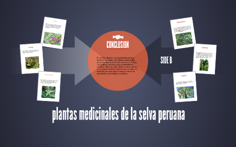 plantas medicinales de la selva peruana by leidi leiva on Prezi