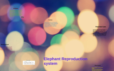 Elephant Reproduction system by Jamilla Candy on Prezi