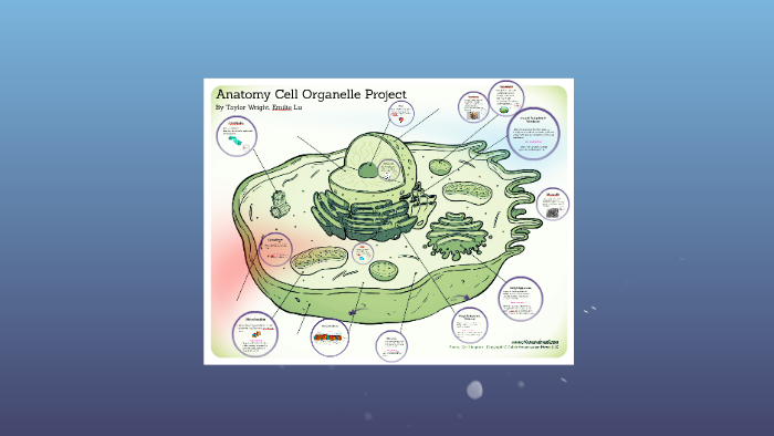 Anatomy Cell Organelle Project by Emilie Lu on Prezi