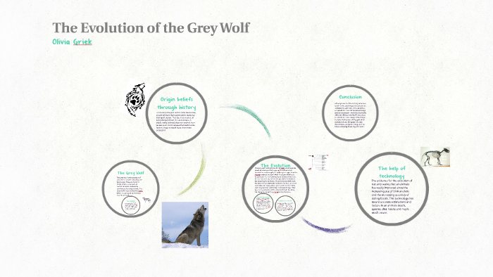 The Evolution of the Grey Wolf by Olivia Griek on Prezi