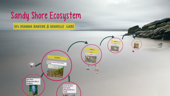 Sandy Shore Ecosystem by Deanna Santos on Prezi