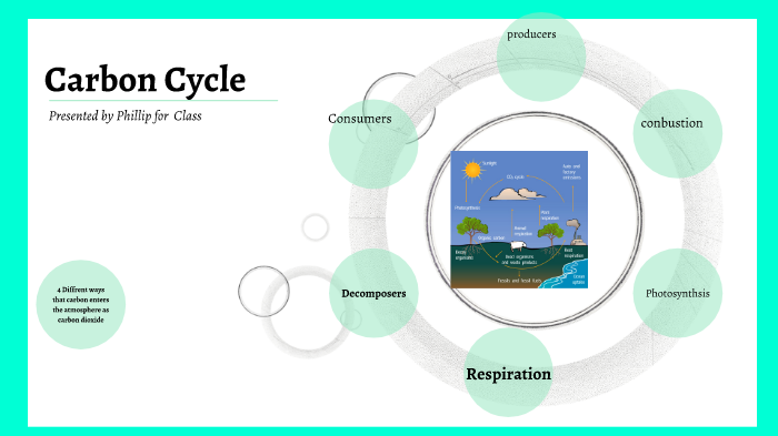 Carbon Cycle by Phillip Hutton on Prezi