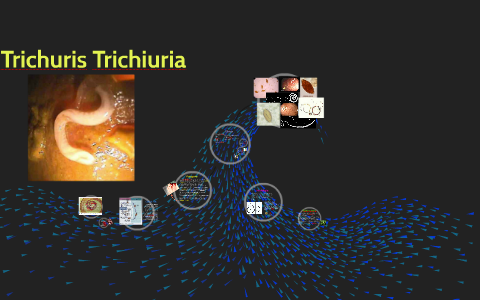 Trichuris trichiura by Betsie Orzco on Prezi