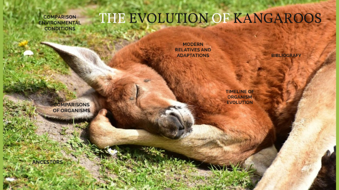 The evolution of kangaroos by Anna Canals on Prezi