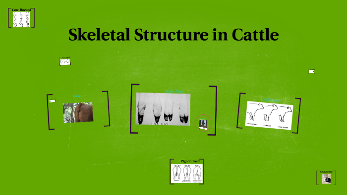 Skeletal Structure in Cattle by sydney kendra on Prezi
