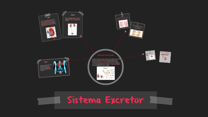 Sistema Excretor by Laura Generoso on Prezi