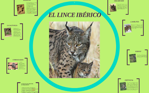 EL LINCE IBÉRICO by on Prezi