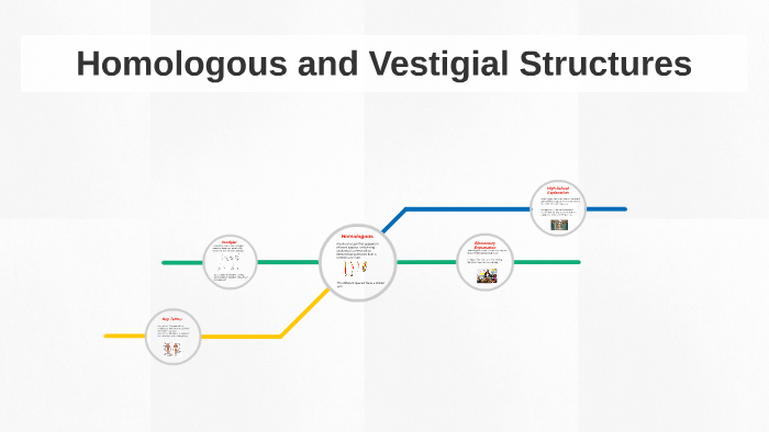 Homologous and Vestigial Structures by Everett Lundrgen on Prezi