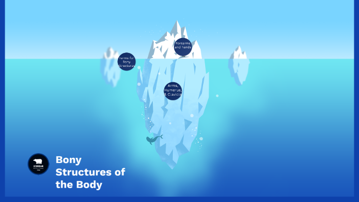 Bony Structures of the Upper Body by Whitney Huff on Prezi