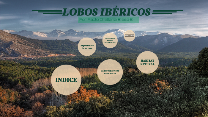 Lobo Iberico by Pablo Orellana Chornyak on Prezi