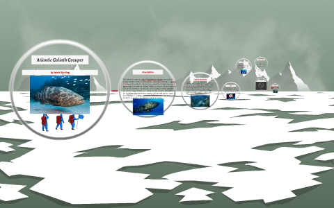 Goliath Grouper by Jacob Starling on Prezi
