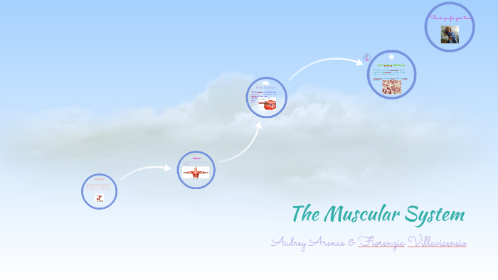 The Muscular System by Audrey Purdy on Prezi