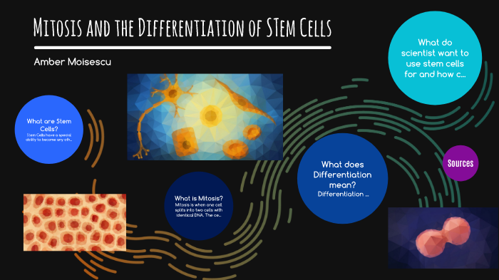 Mitosis and the differentiation of stem cells by Sienna Davis on Prezi