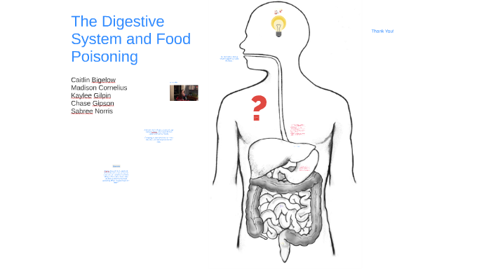 The Digestive System and Food Poisoning by Sabree Norris on Prezi