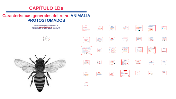 Capítulo 1Ea - Animales protostomados by Francisco Saavedra on Prezi