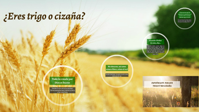 ¿Eres trigo o cizaña? by Roy Jiménez Cordero on Prezi