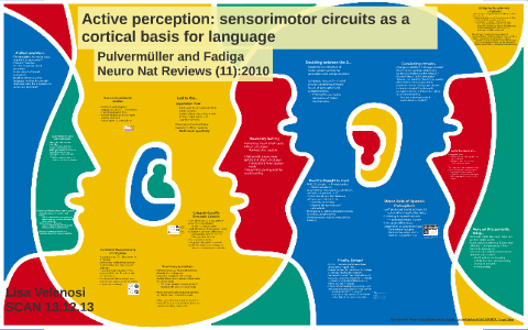 Active perception: sensorimotor circuits as a cortical basis by Lisa Velenosi