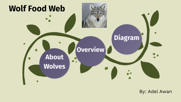 Wolf Food Web by Adel Awan on Prezi