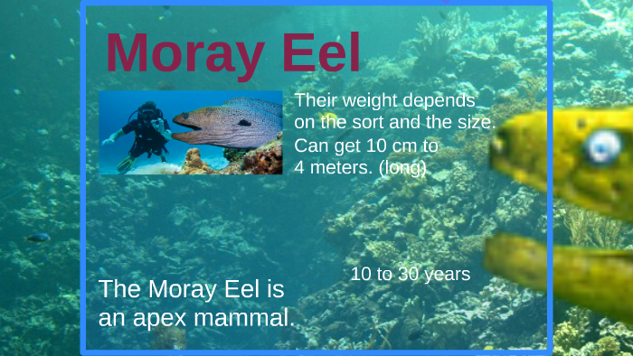 Ecology project - Moray Eel by Anjali Vas-Bhat on Prezi