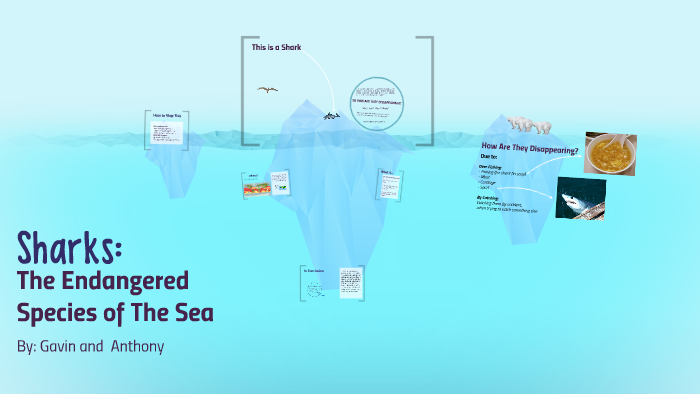 Sharks by Anthony Laptev on Prezi
