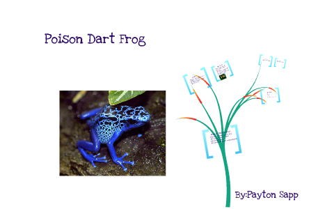 Poison Dart Frogs by payton sapp on Prezi