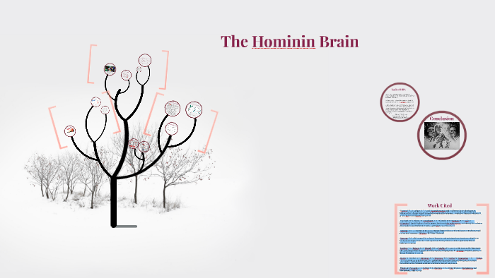 Evolution of the Hominid Brain by Ali Torabi on Prezi
