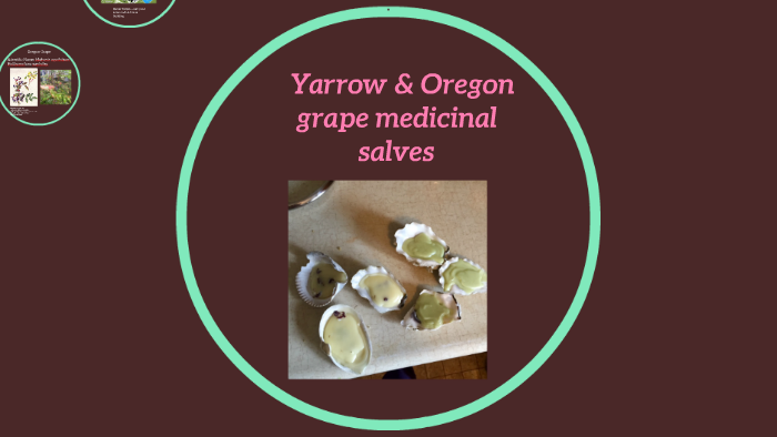 ES 421 Plant Project: Yarrow & Oregon grape by Riley Thackray on Prezi
