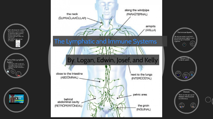 The Lymphatic and Immune Systems by Kelly Ojeda on Prezi