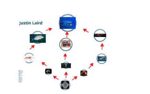 Barracuda food web by Justin Laird on Prezi