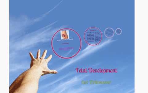 Fetal Development by Tiffany Samuels on Prezi