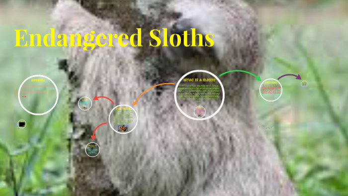 Endangered Sloths by Daniela Quezada on Prezi
