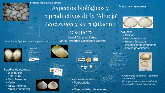 "Almeja" Gari solida by Mafer Goicochea on Prezi