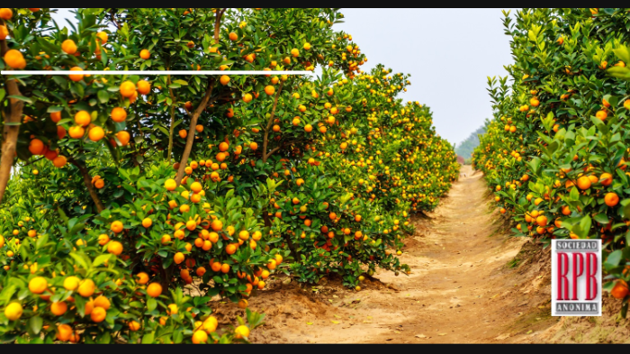 Baggio. utn by Nicolas Caraballo on Prezi