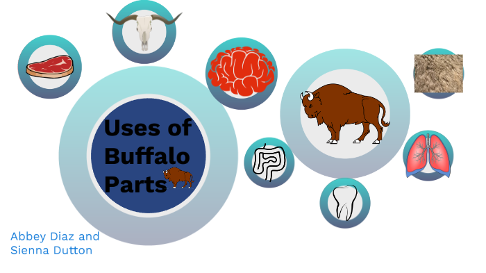 Parts of The Buffalo by ABIGAIL DIAZ-PARRA on Prezi