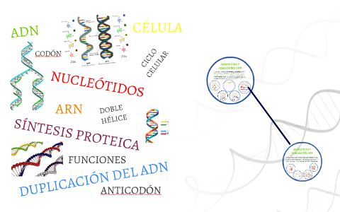 DEL ADN A LAS PROTEÍNAS. by Facu Romero Medina on Prezi