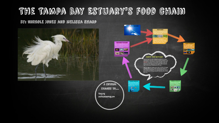The Tampa Bay Estuary's Food Web by Nichole Jones on Prezi
