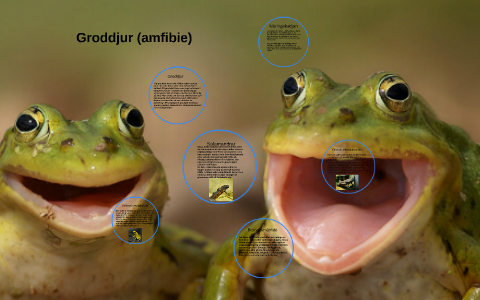 Ett groddjur lever i både vatten och på land. Ett groddjur by Erik ...