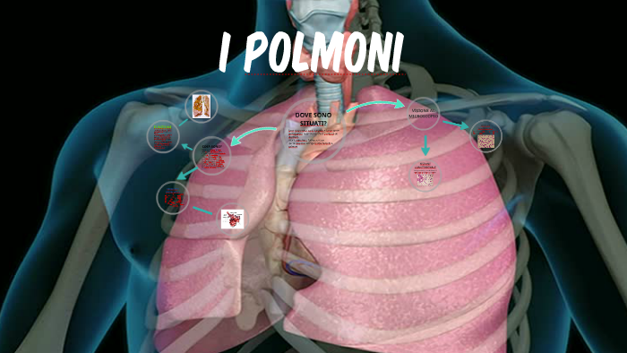 I POLMONI by Matteo Eusebio on Prezi