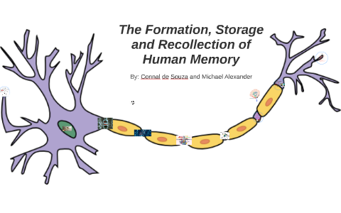 the formation, storage, and recollection of human memory by michael ...
