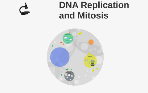 DNA Replication and Mitosis by Jenna Barbary on Prezi