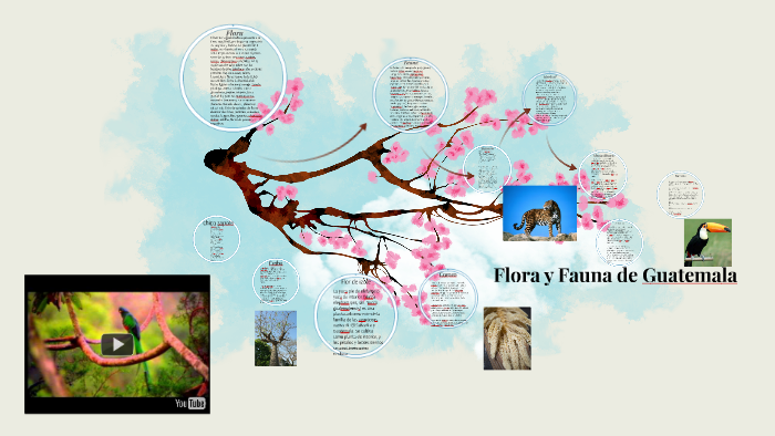 Flora y Fauna de Guatemala by Grethel Lopez on Prezi